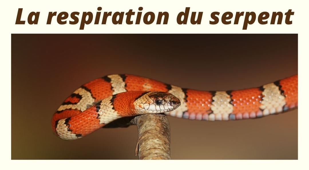 YOGA: La respiration du Serpent - YOGA DES ENFANTS